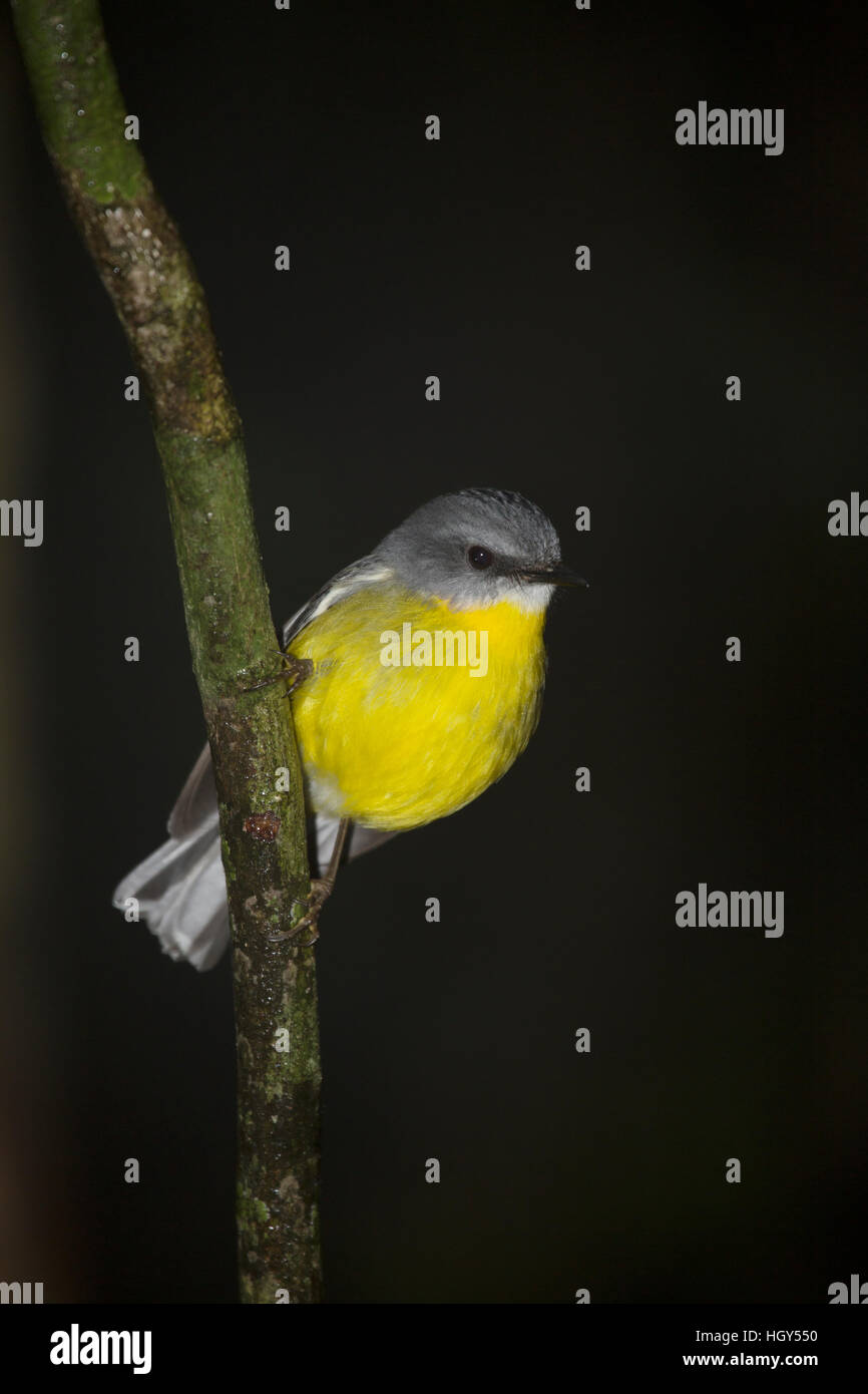 Eastern Yellow Robin Eopsaltria australis Lamington National Park ...