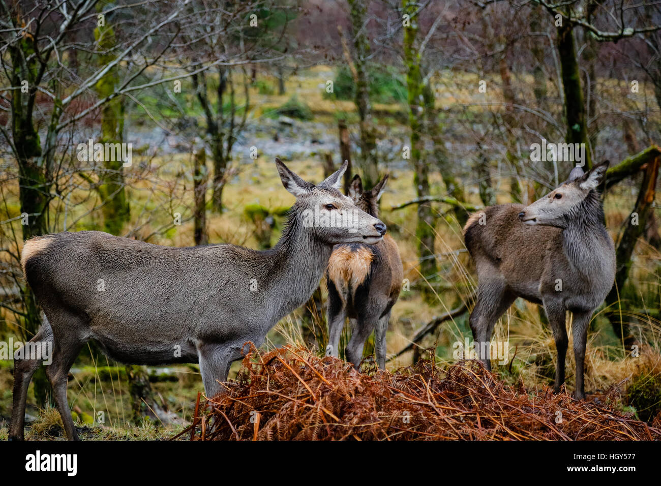 deer in scotland during winter against a wild background Stock Photo ...