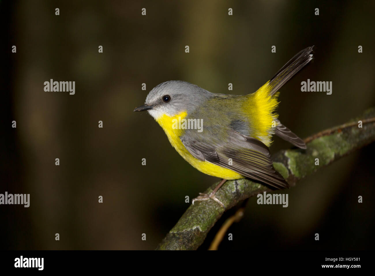 Australian robin hi-res stock photography and images - Alamy