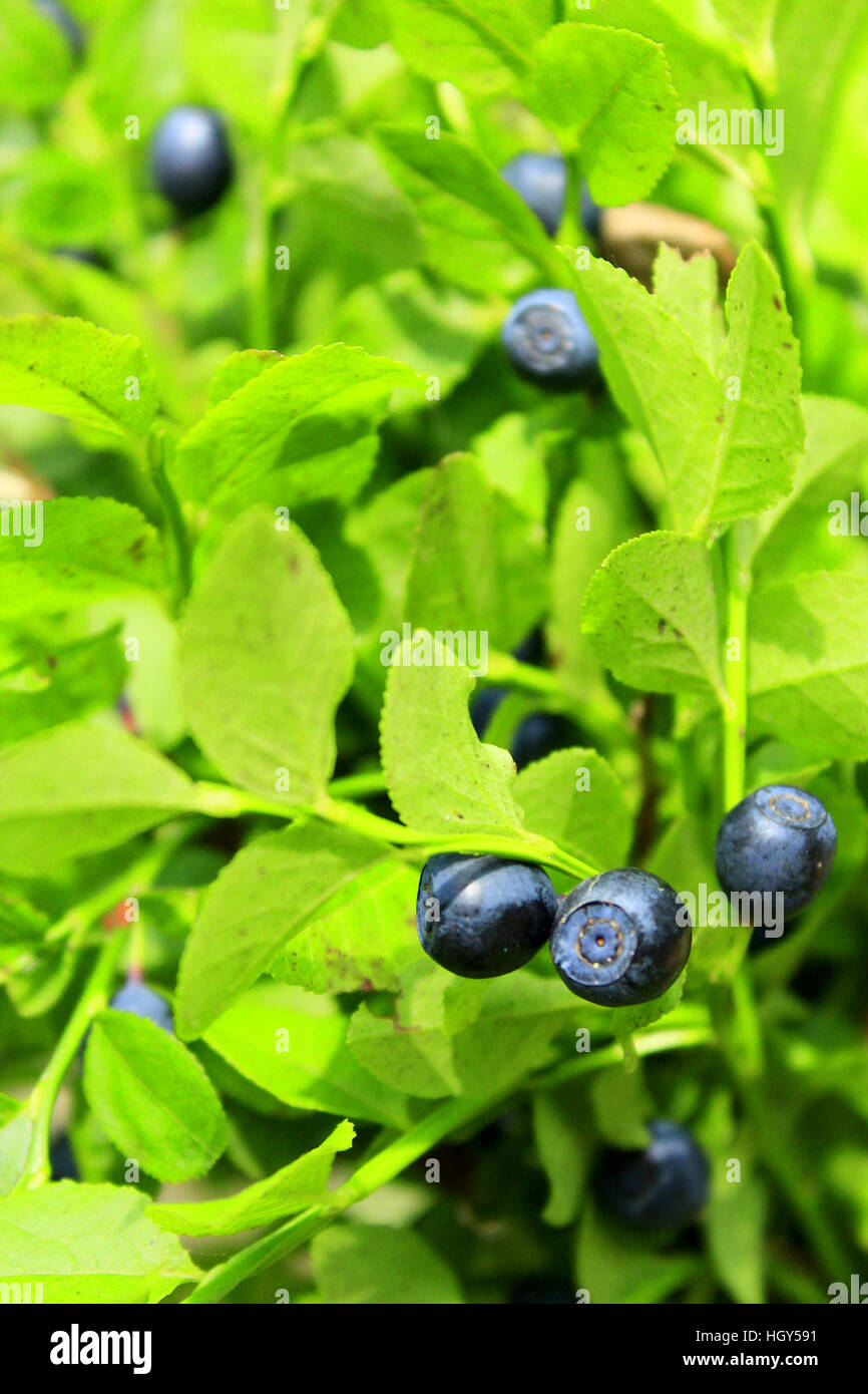 bilberry-bush with ripe berries in the forest Stock Photo - Alamy
