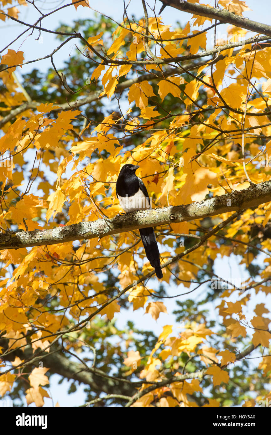 Magpies in the garden hi-res stock photography and images - Alamy