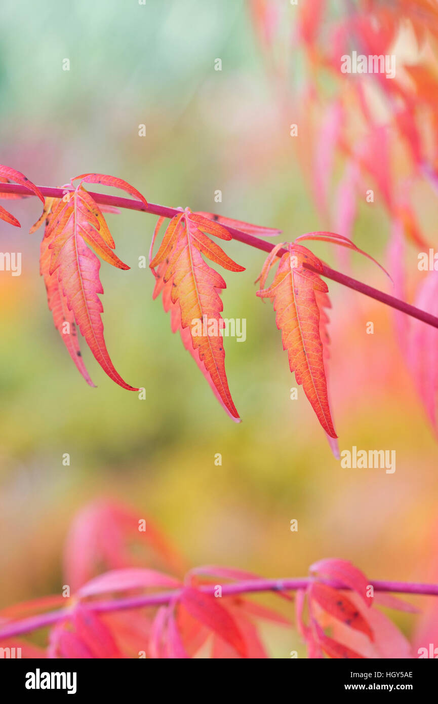 Sumac leaves hi-res stock photography and images - Alamy