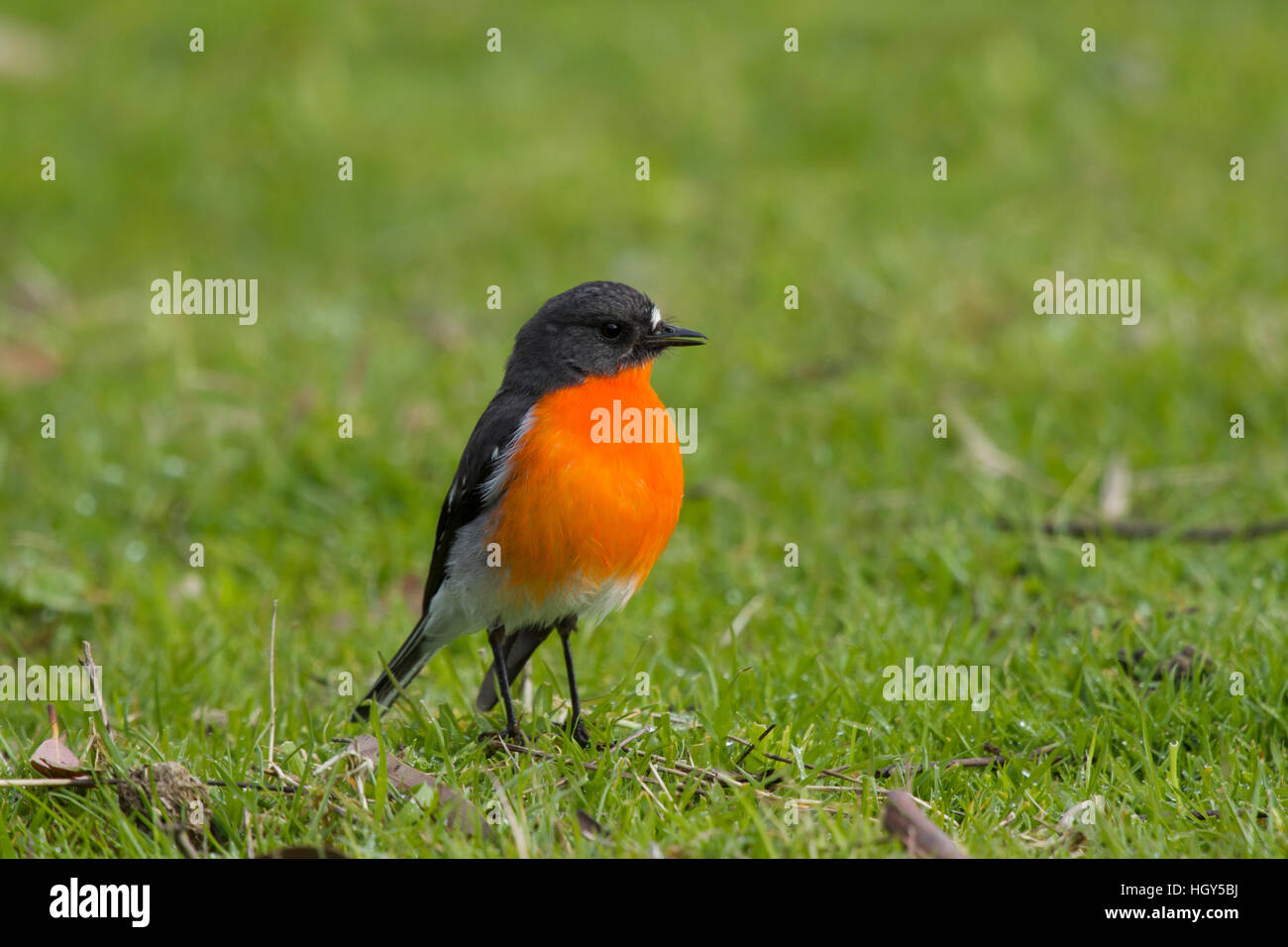 Flame Robin - male in meadow Petroica phoenicea Bruny Island Tasmania ...