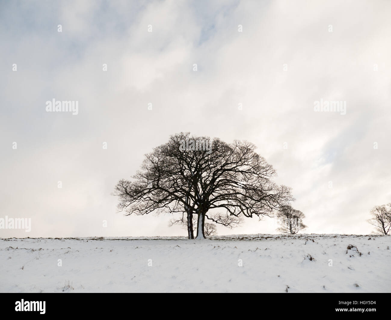 tree in the snow on a winters morning Stock Photo - Alamy