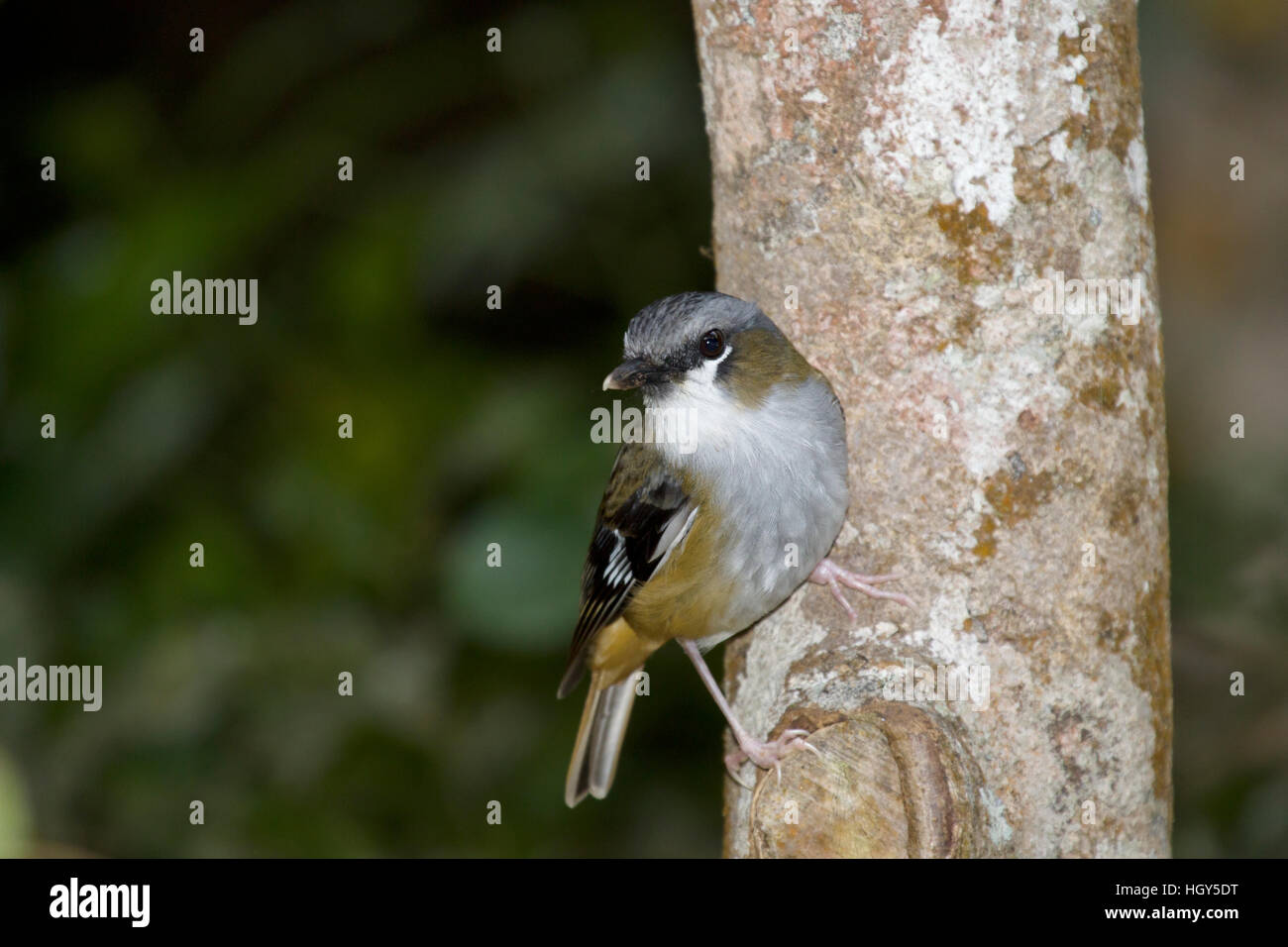 Grey-headed Robin - on tree trunk Heteromyias cinereifrons Atherton ...