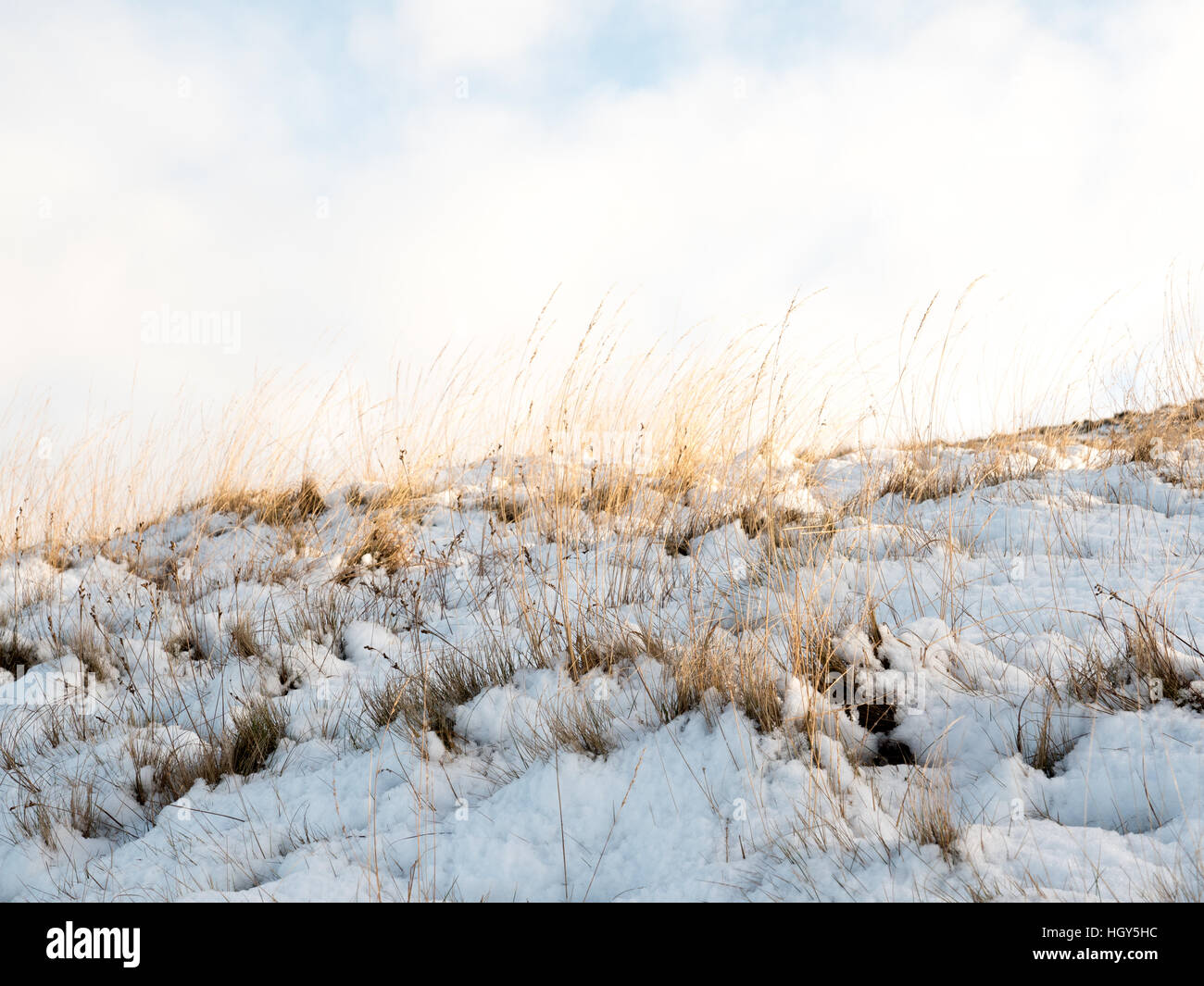 Grass in the snow Stock Photo - Alamy