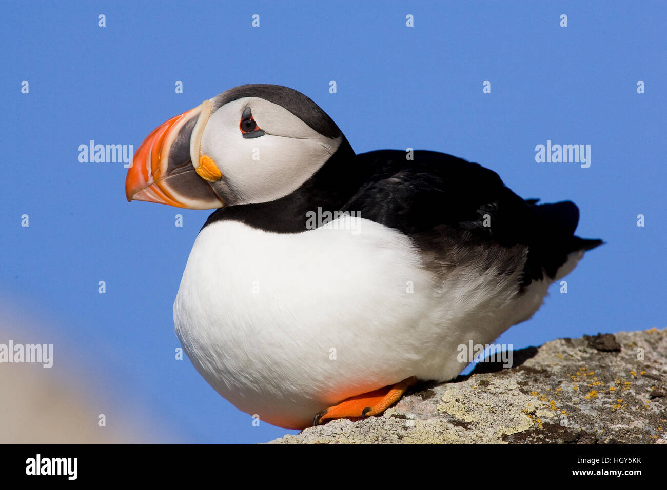 Atlantic puffin on nesting ground Stock Photo - Alamy