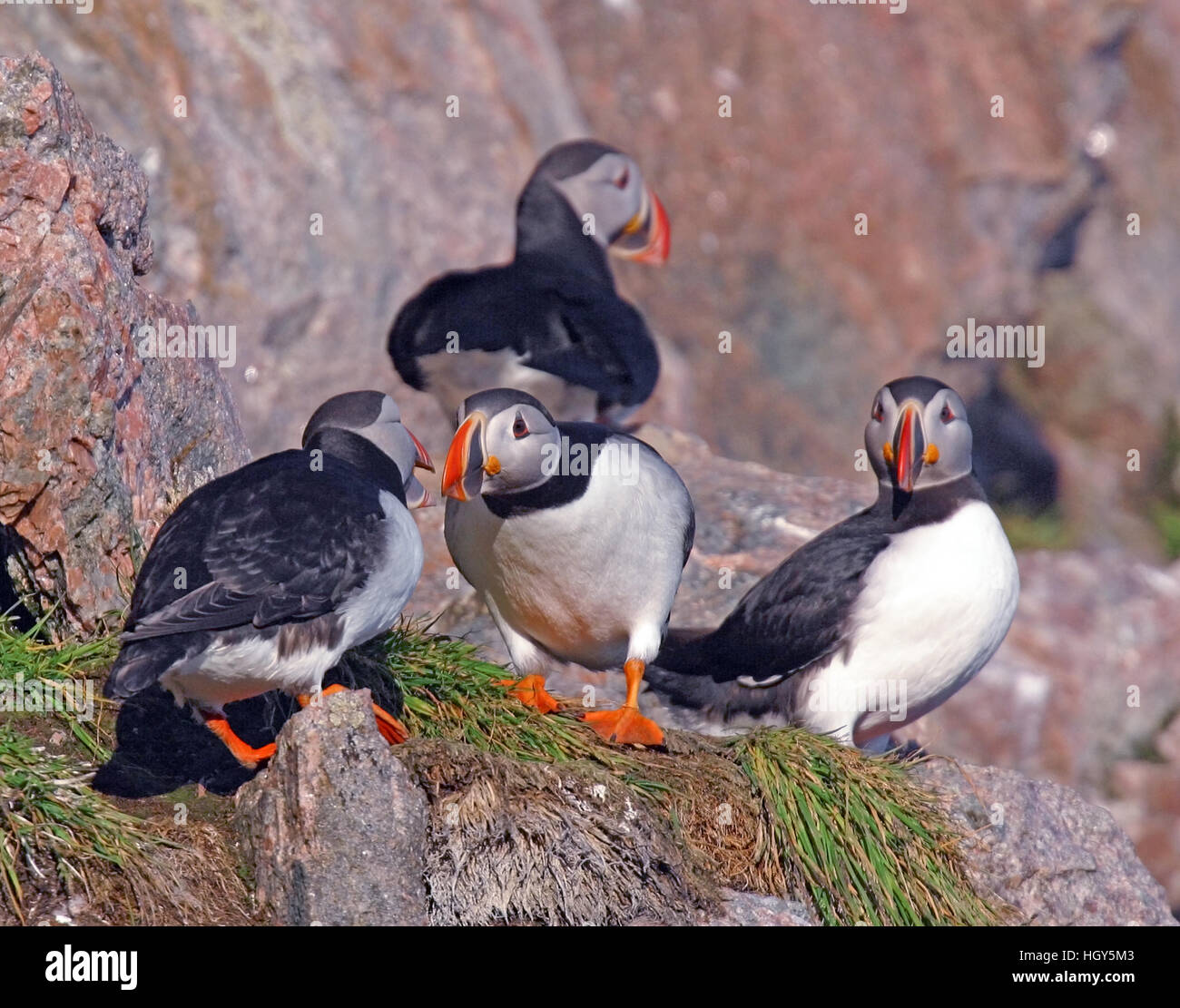 Atlantic Puffins seeming to be secretly talking Stock Photo - Alamy