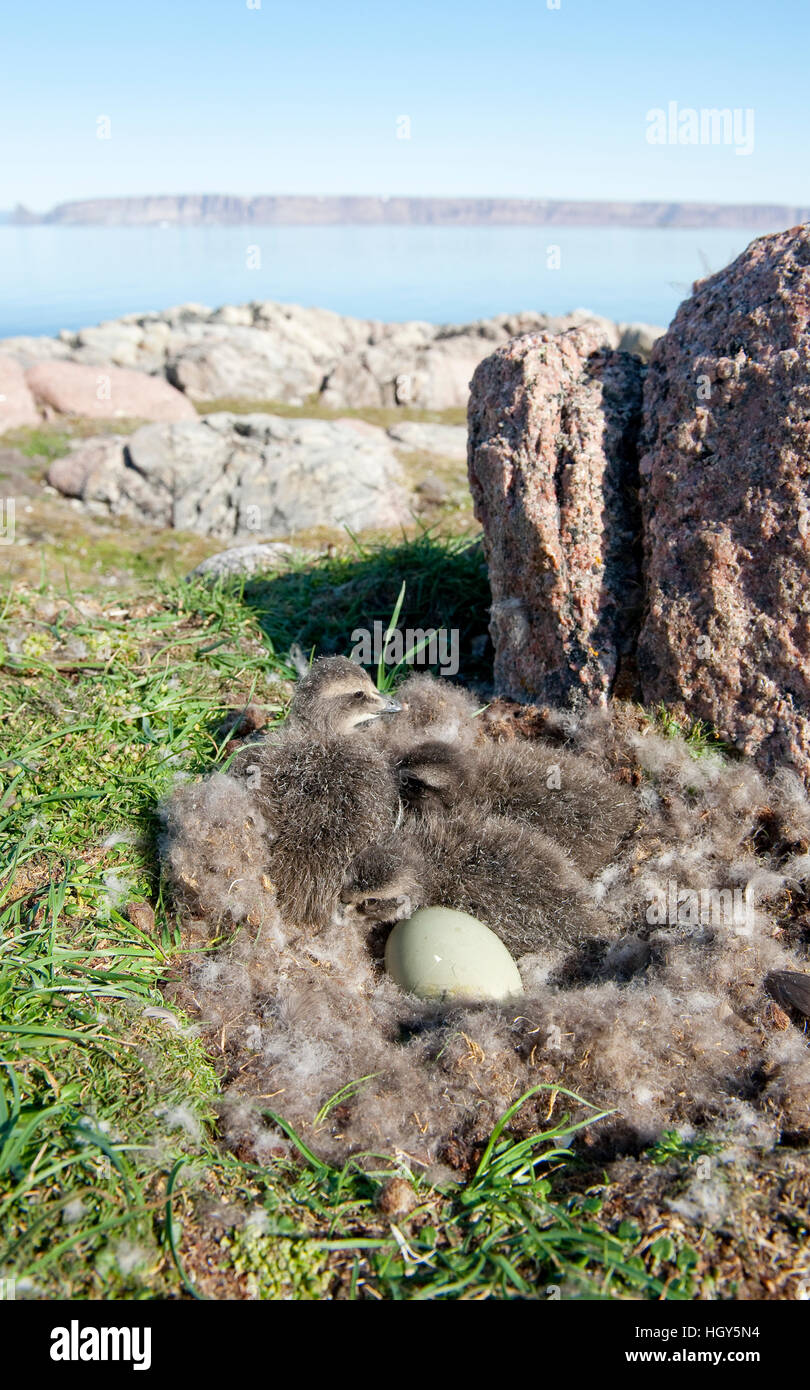 Common eider duck nest with chicks and an egg beginning to hatch Stock ...