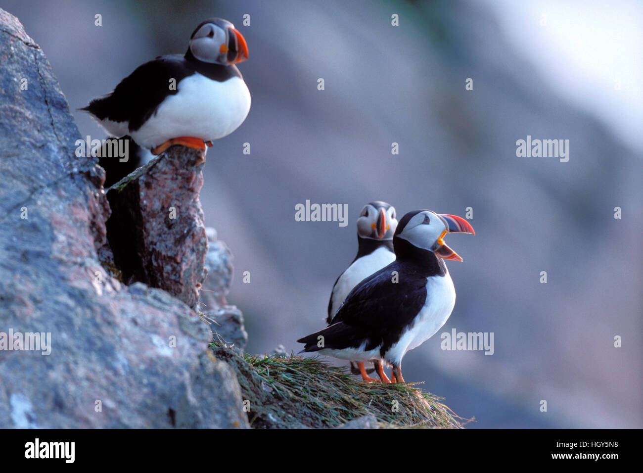 Atlantic puffins on nesting ground Stock Photo - Alamy