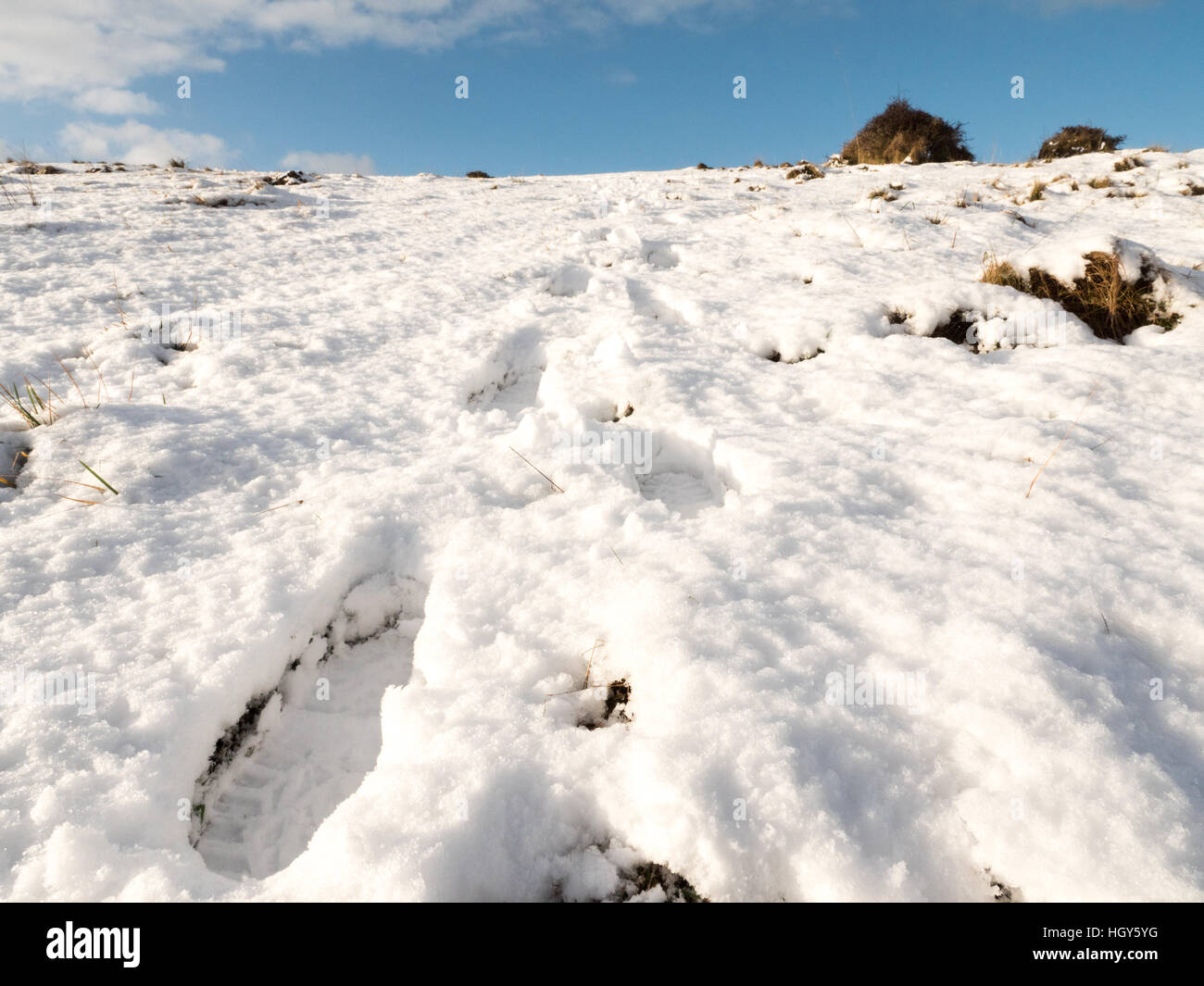 footprints in the snow Stock Photo - Alamy