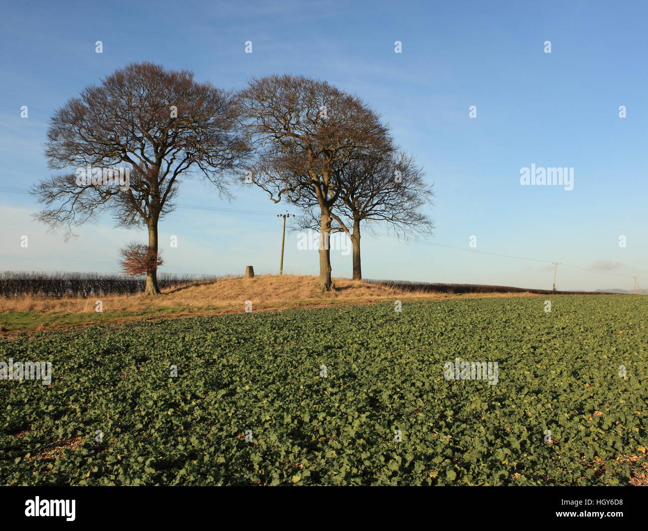 English winter landscape with three beech trees, a trig point marker ...
