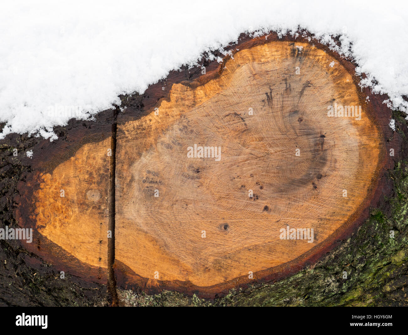 Snow on a log hi-res stock photography and images - Alamy
