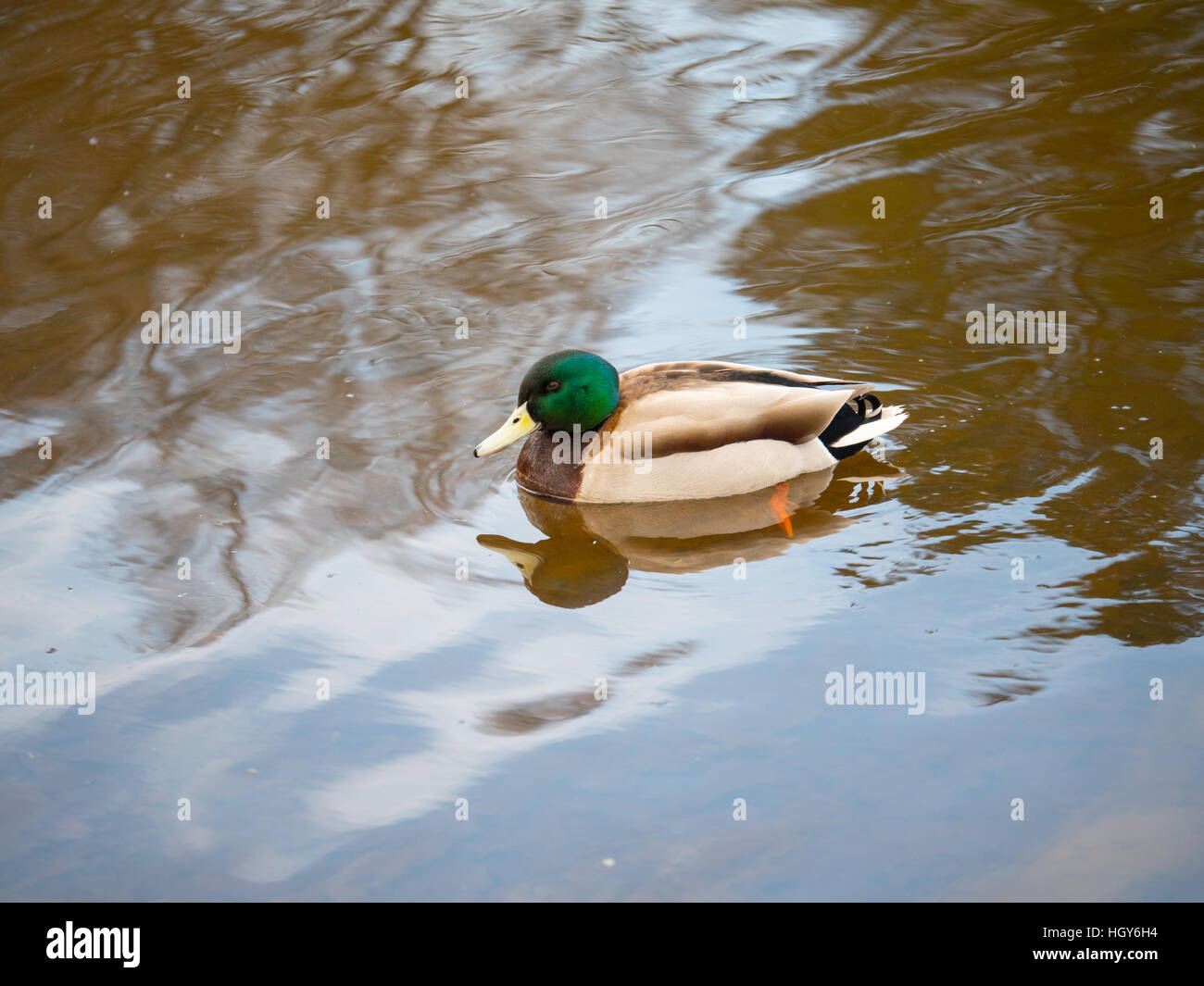 duck on water Stock Photo - Alamy