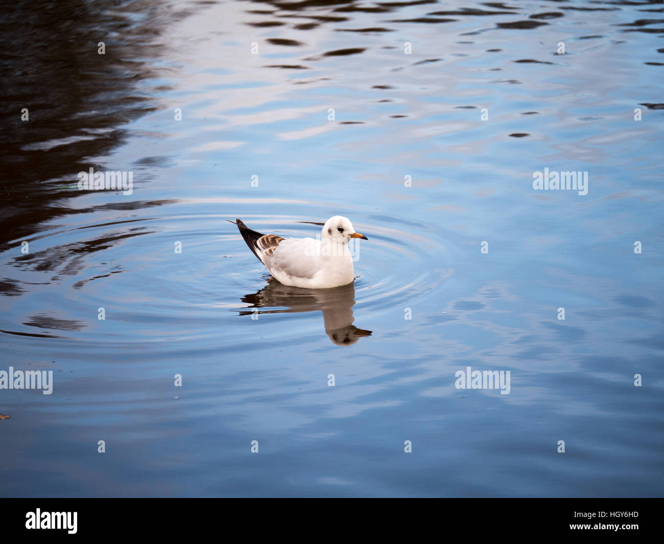 duck on water Stock Photo - Alamy