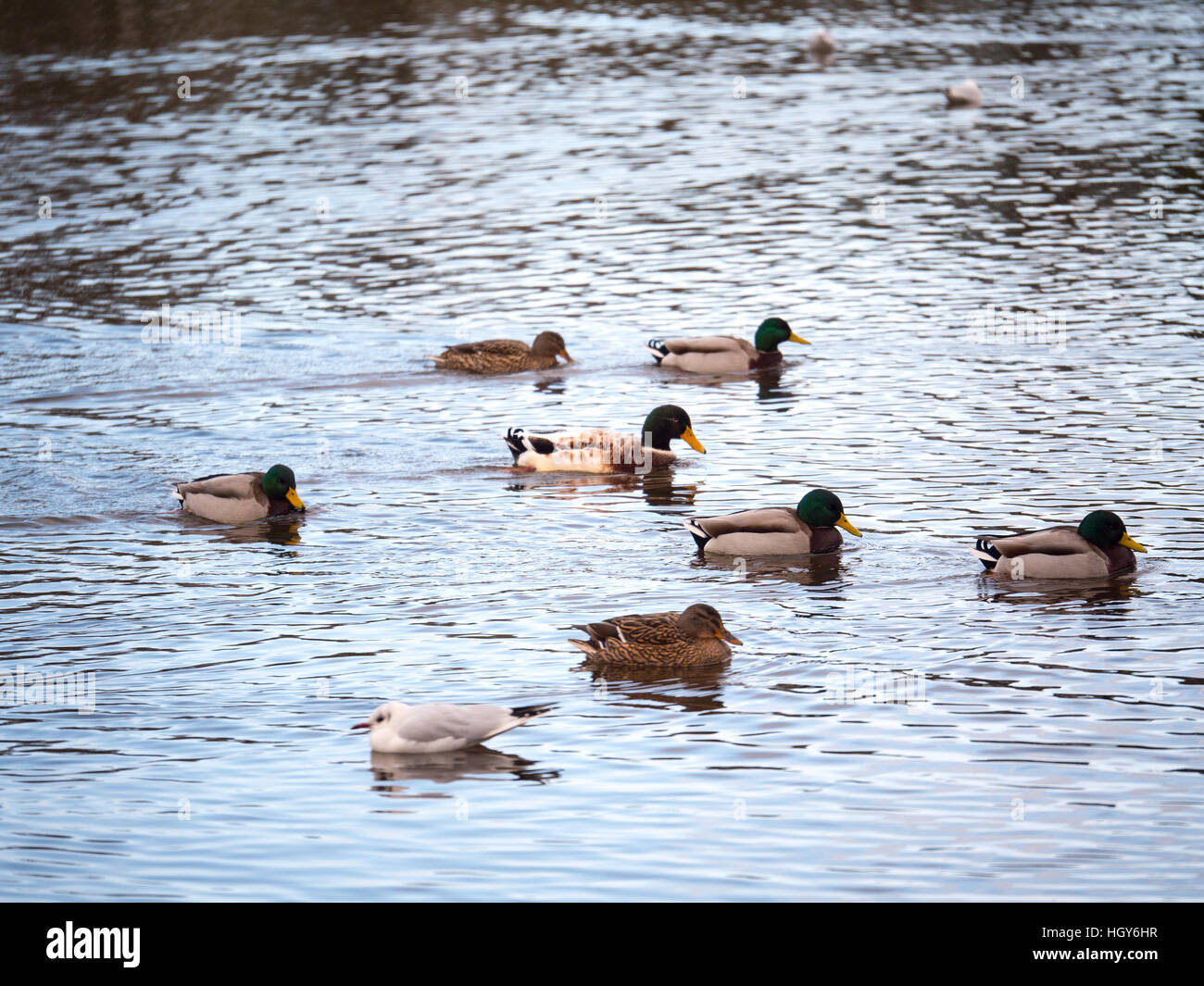 duck on water Stock Photo - Alamy