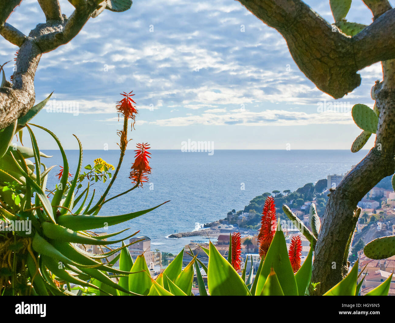 The flowers from the Exotic plants garden in Monaco Stock Photo - Alamy