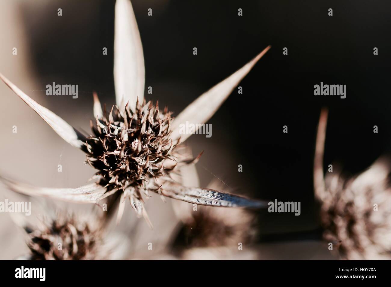 Orange on the tree Stock Photo - Alamy