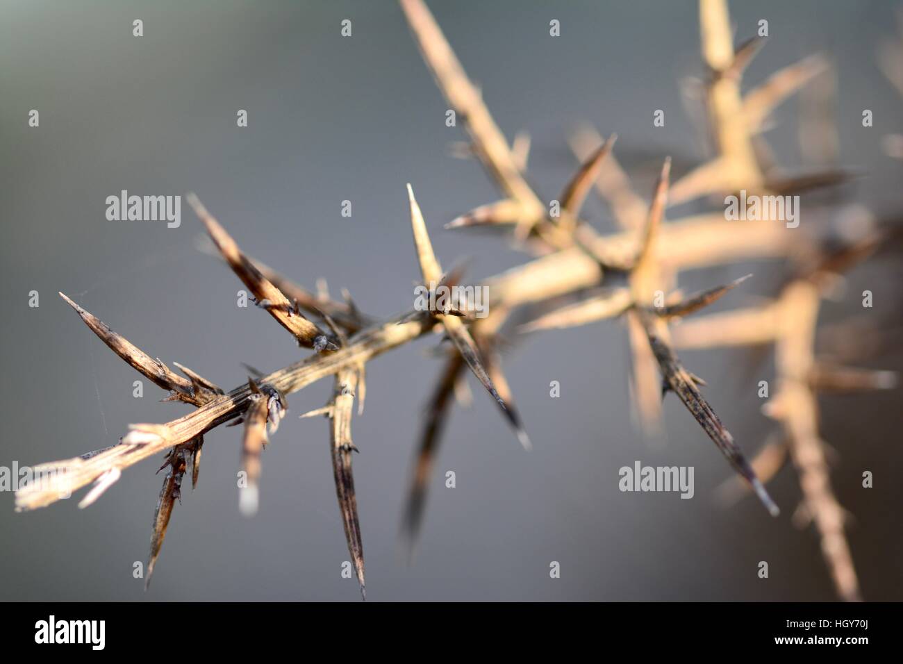 Orange on the tree Stock Photo - Alamy