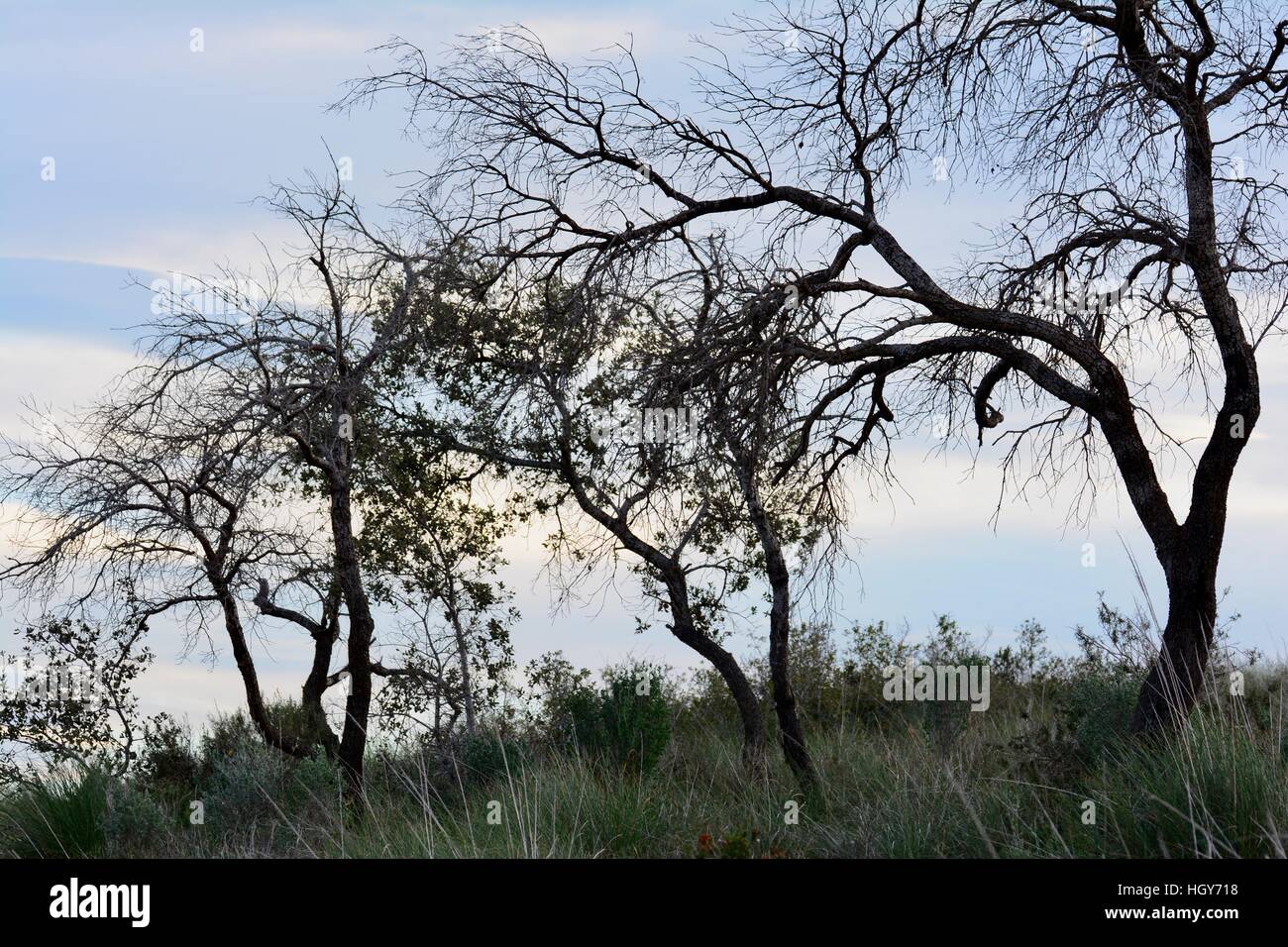 Orange on the tree Stock Photo - Alamy