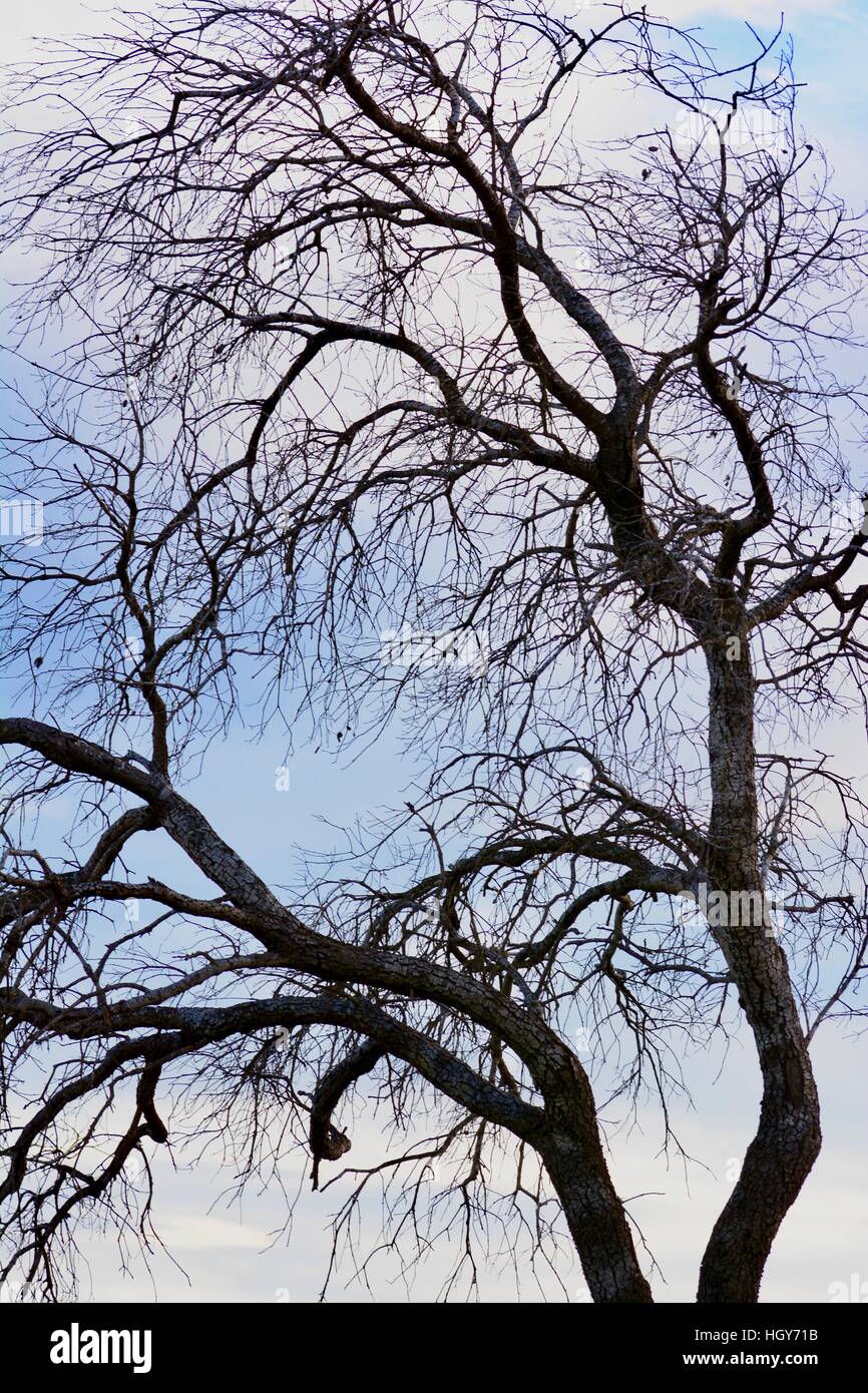 Orange on the tree Stock Photo - Alamy