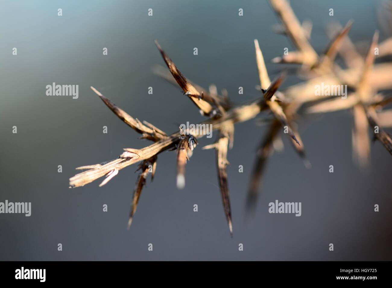 Orange on the tree Stock Photo - Alamy
