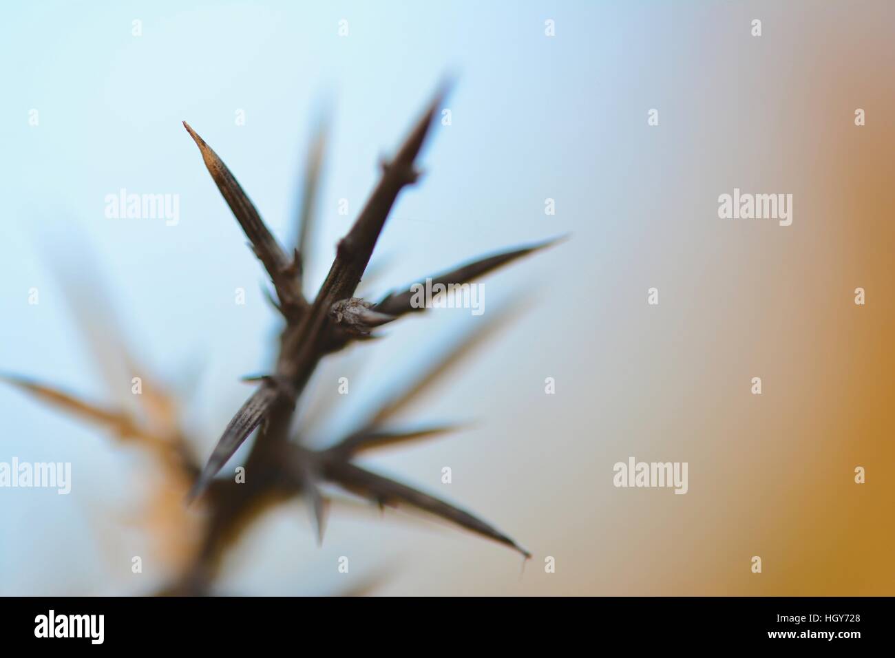 Orange on the tree Stock Photo - Alamy