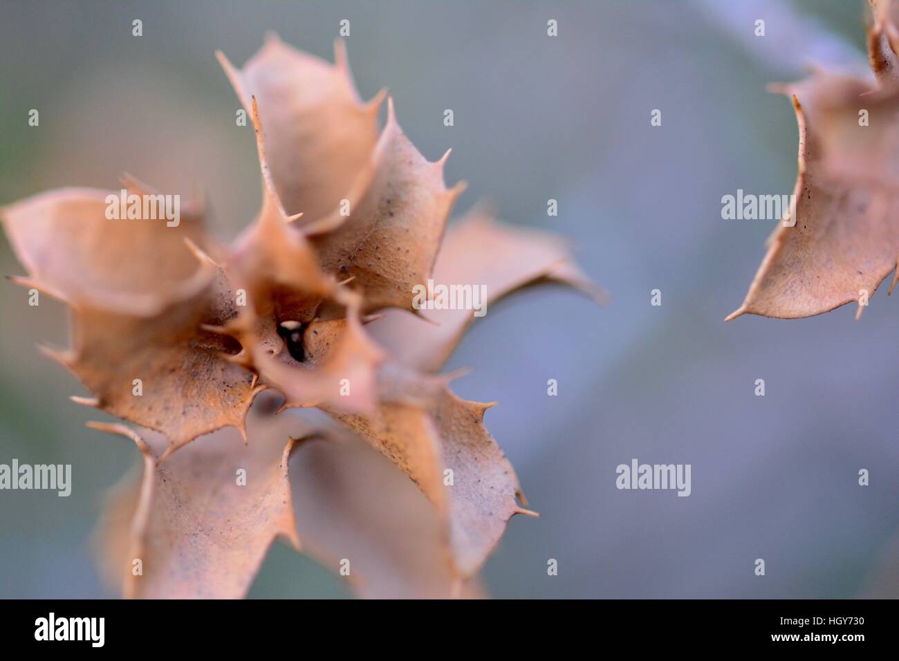 Orange on the tree Stock Photo - Alamy