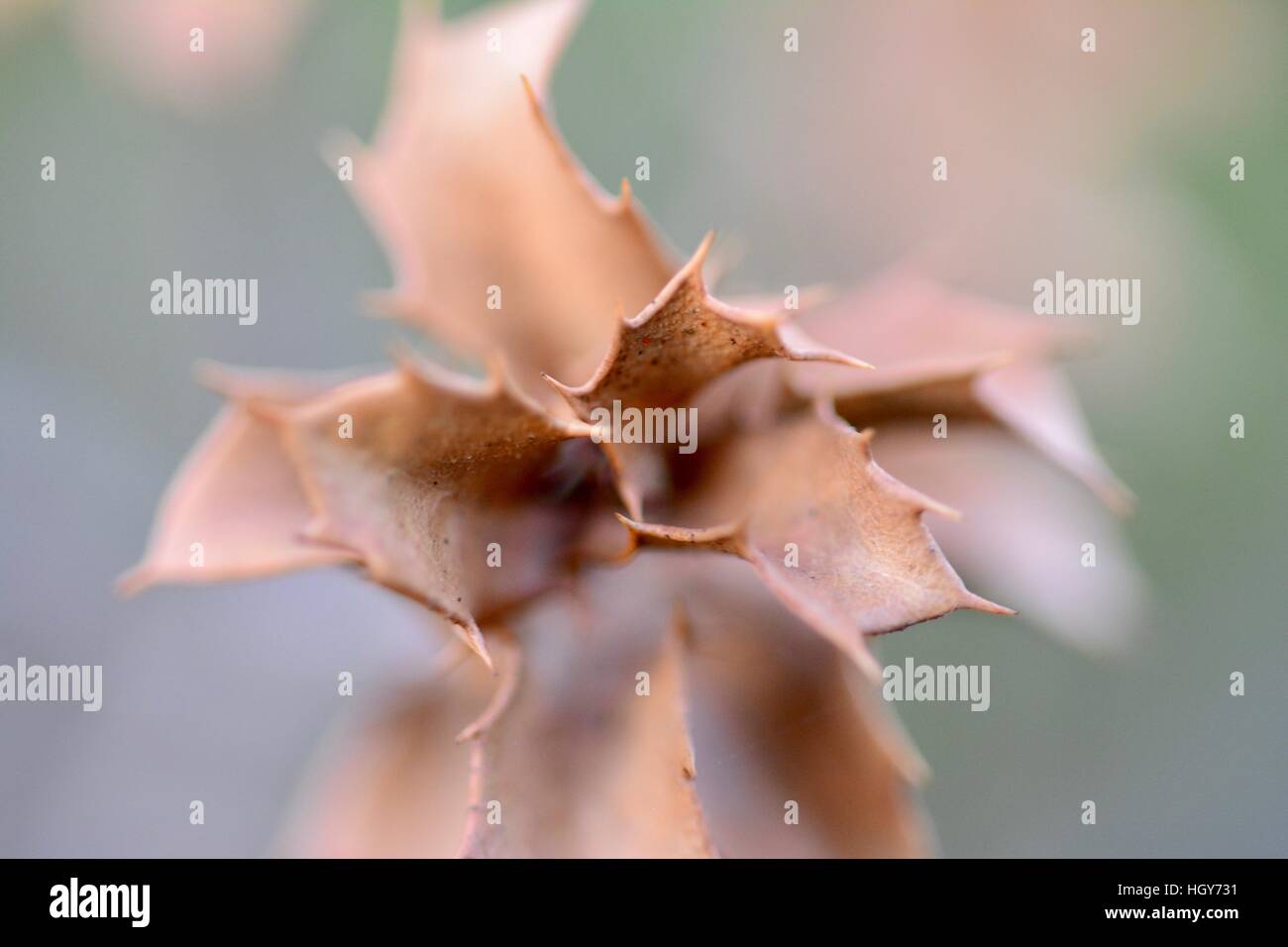 Orange on the tree Stock Photo - Alamy