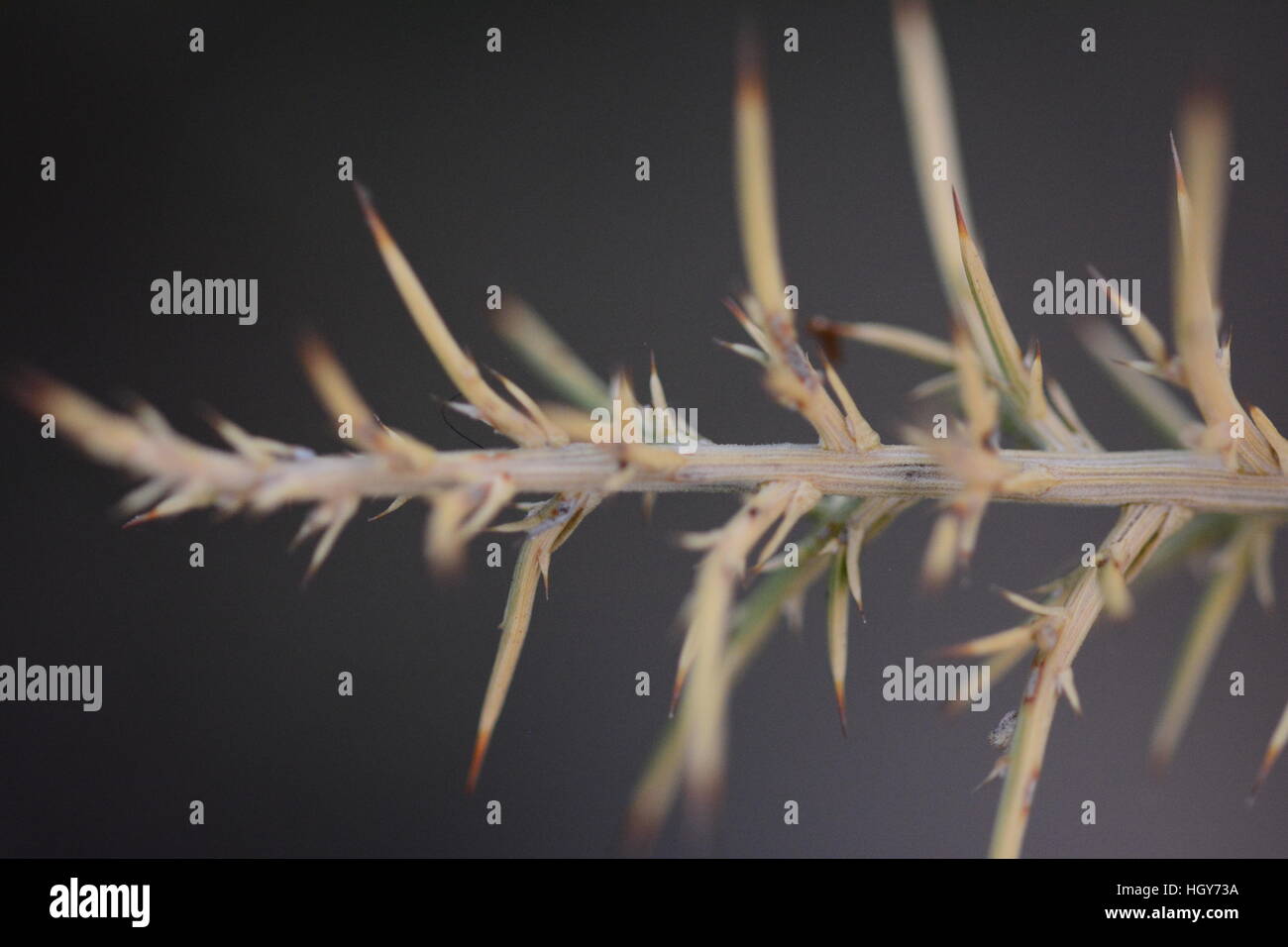 Orange on the tree Stock Photo - Alamy