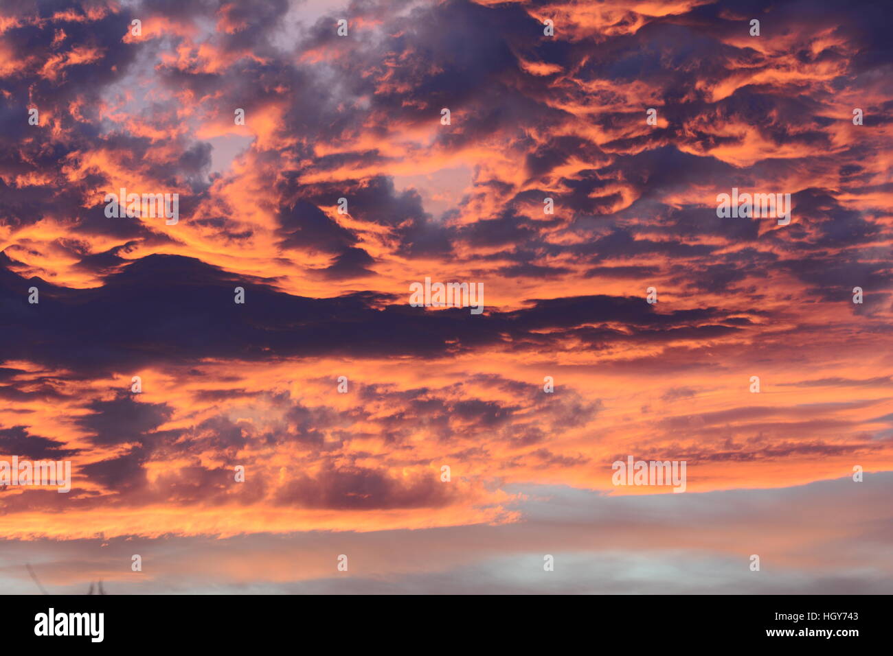 Orange on the tree Stock Photo - Alamy