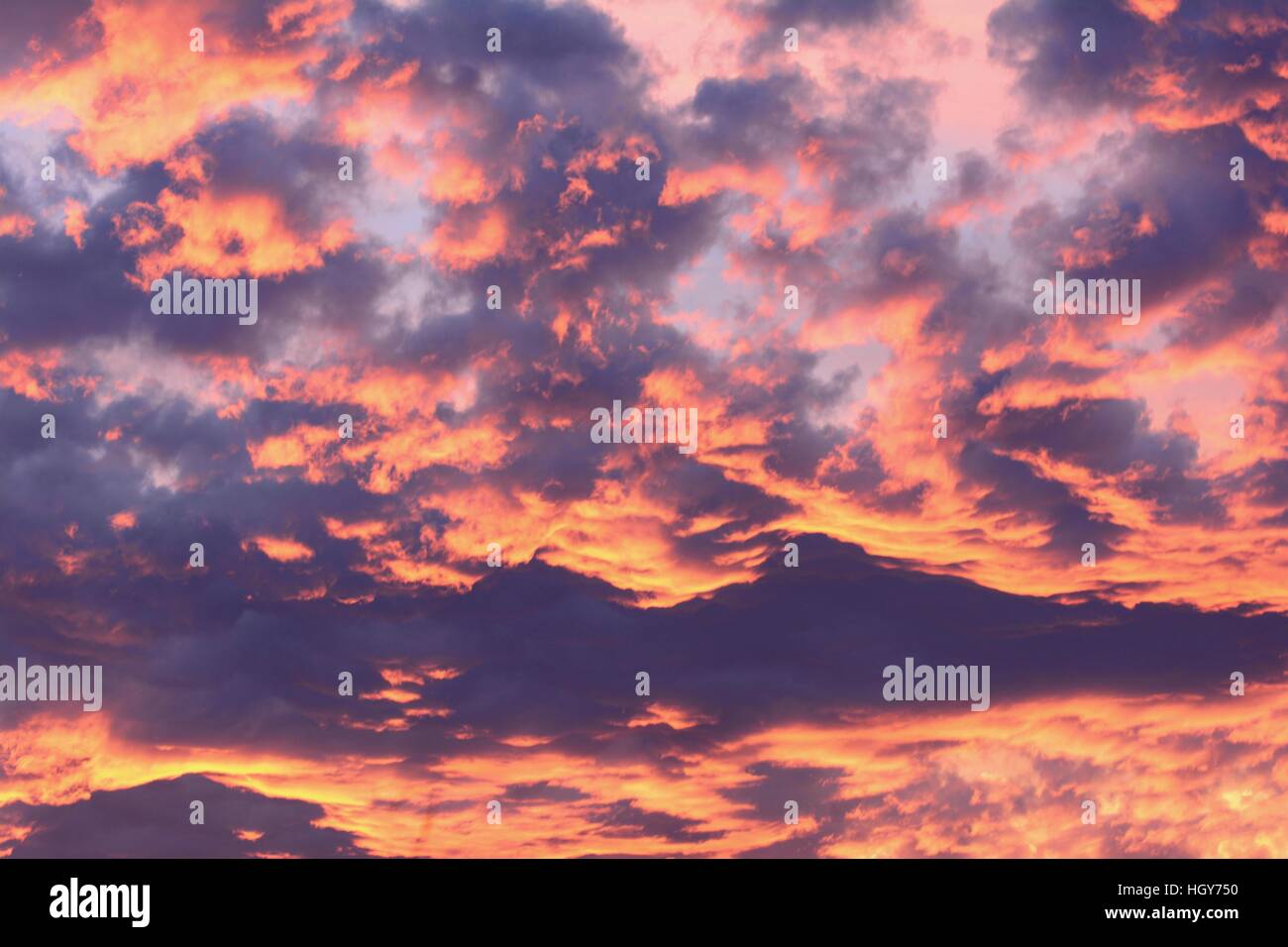 Orange on the tree Stock Photo - Alamy