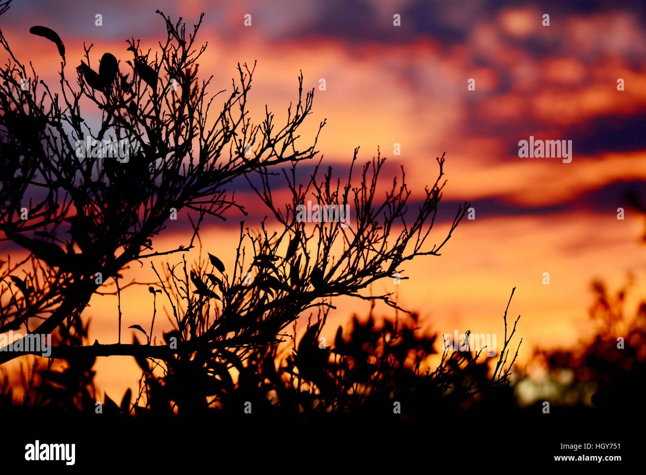 Orange on the tree Stock Photo - Alamy