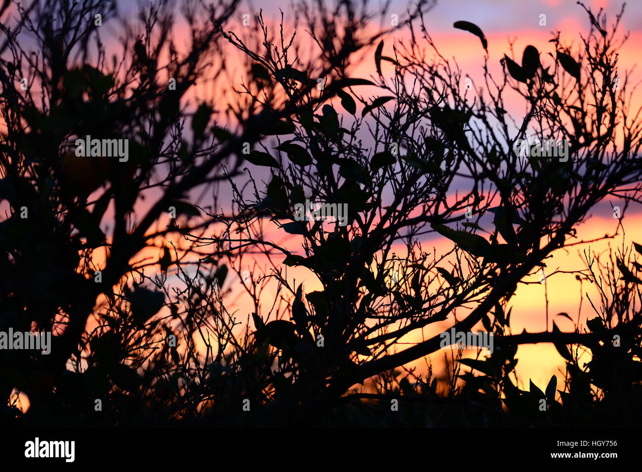 Orange on the tree Stock Photo - Alamy