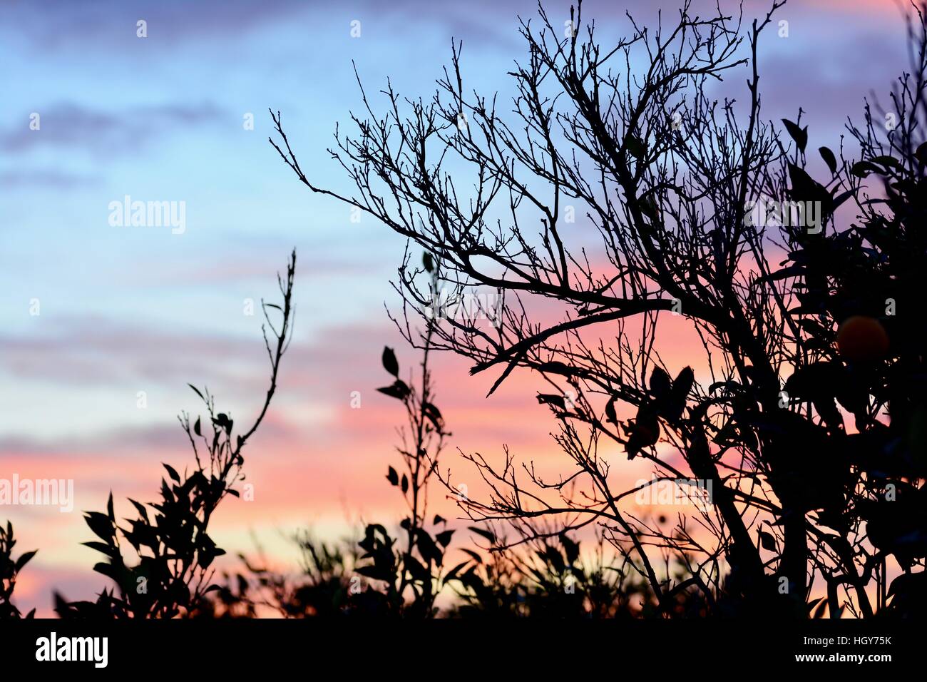Orange on the tree Stock Photo - Alamy
