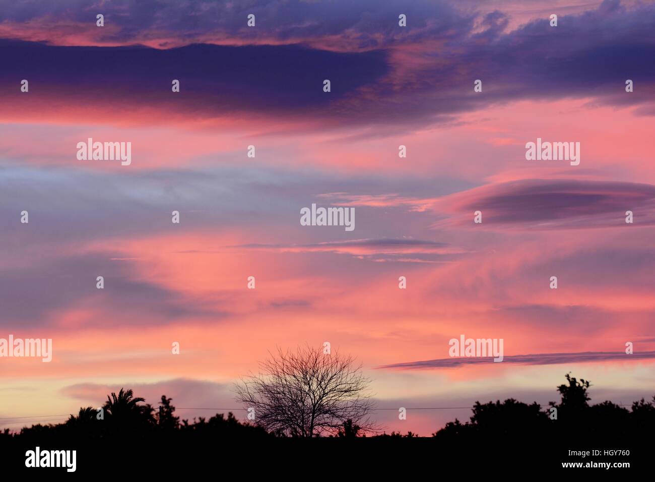 Orange on the tree Stock Photo - Alamy