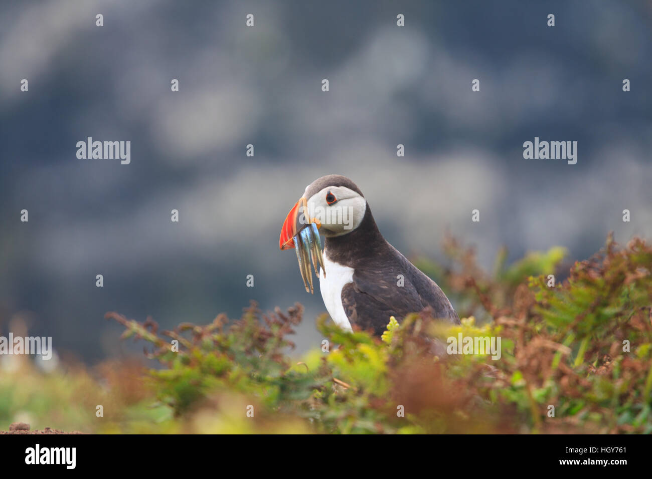 Puffin nest pembrokeshire hi-res stock photography and images - Alamy