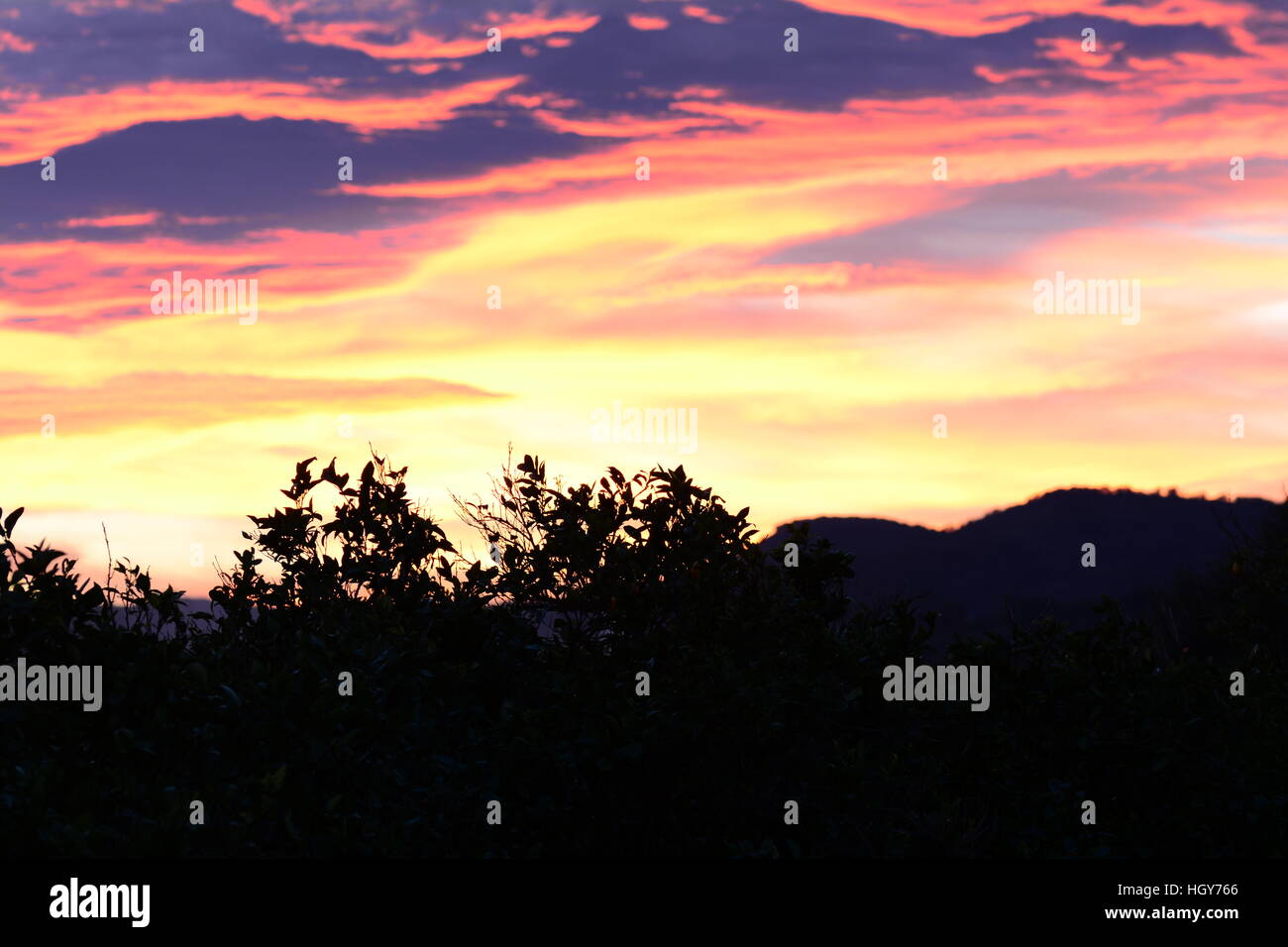 Orange on the tree Stock Photo - Alamy