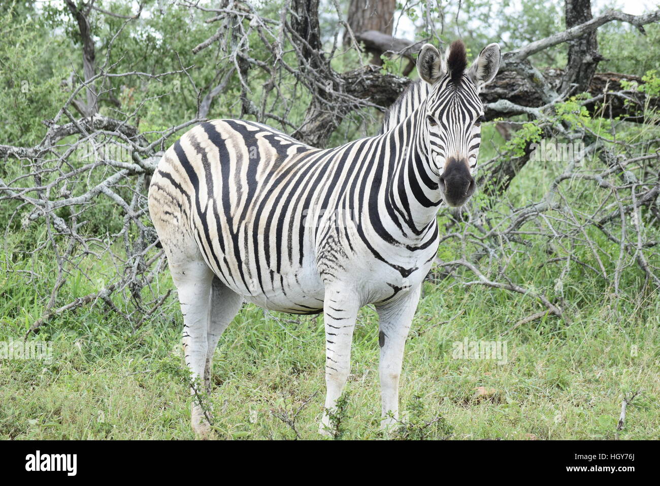 Spotted zebra hi-res stock photography and images - Alamy
