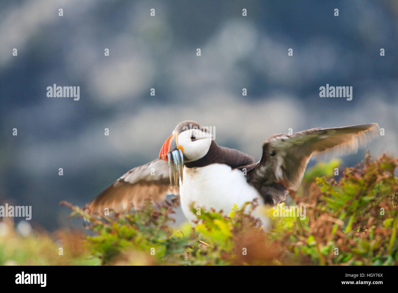 Puffin (Fratercula arctica) seabird returning to its burrow nest with a ...