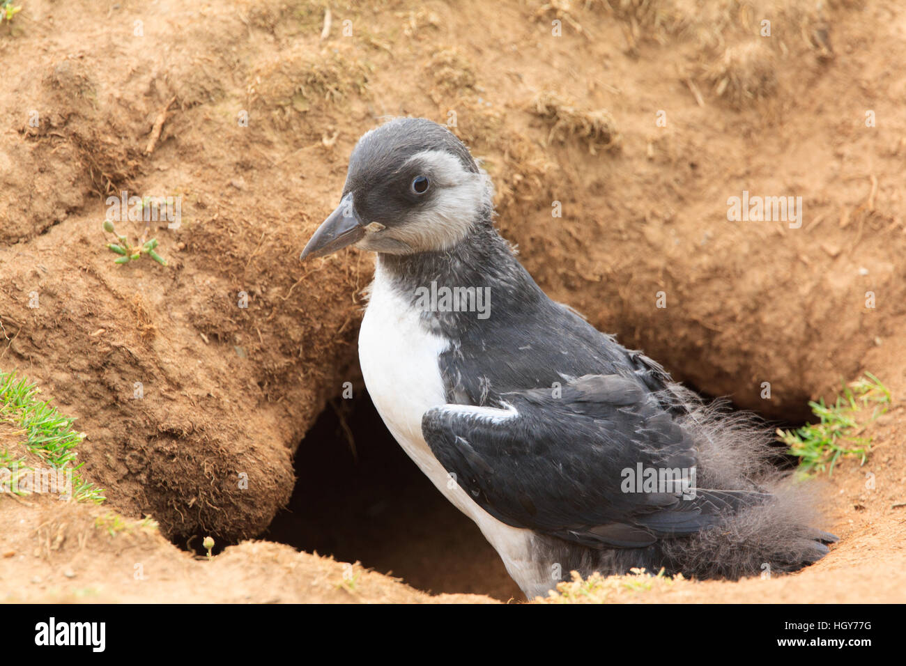 Juvenile Puffin (Fratercula arctica) seabird outside its burrow on ...