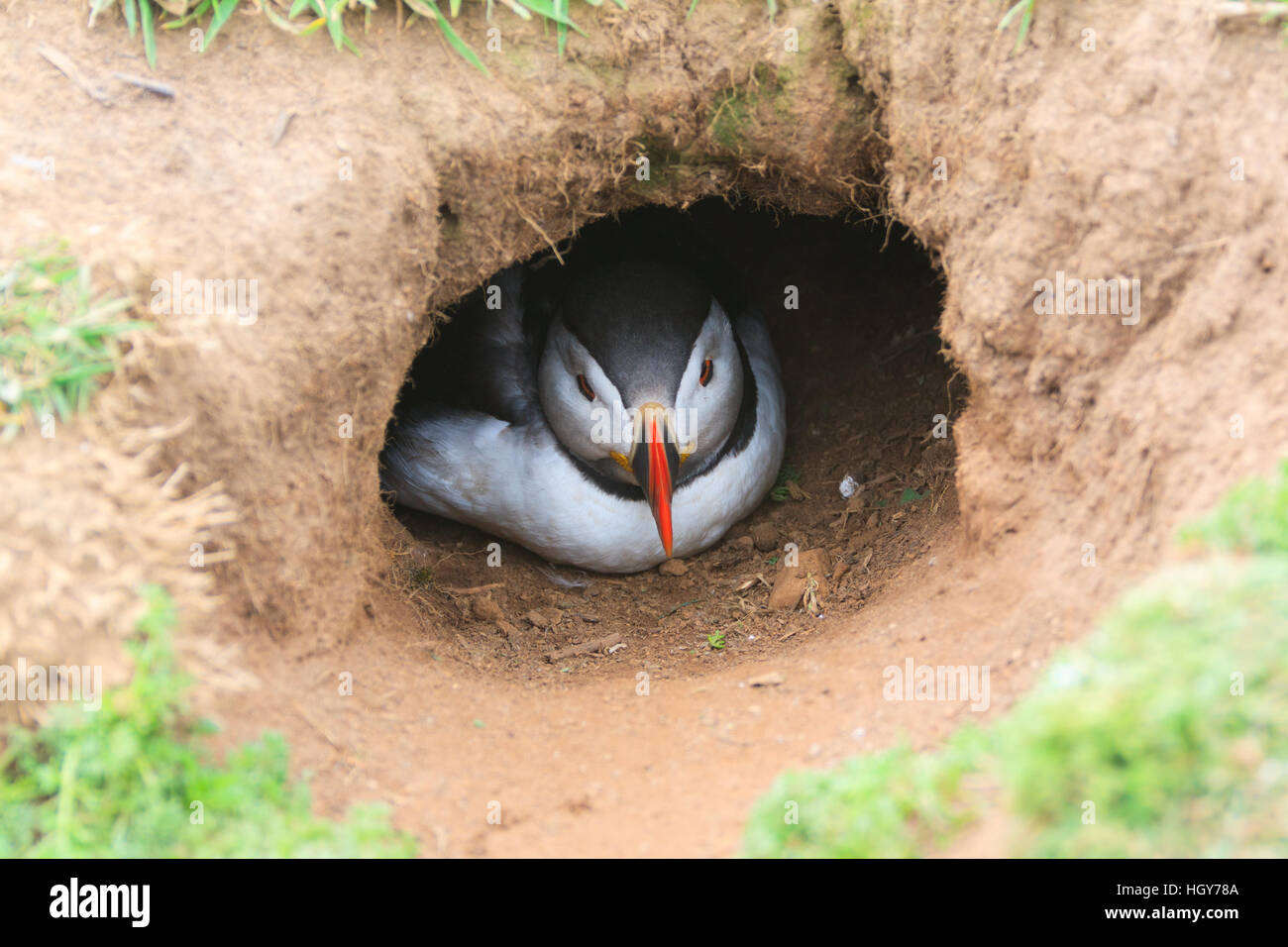 Puffin (Fratercula arctica) seabird resting in a burrow nest on Skomer ...