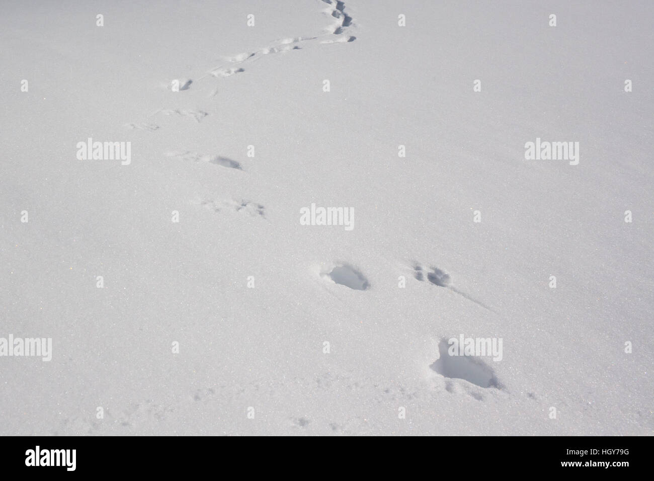 Fox footprint hi-res stock photography and images - Alamy