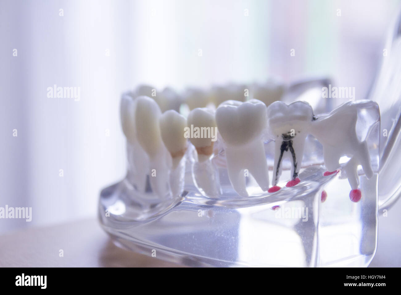 False teeth sample for dentists Stock Photo - Alamy