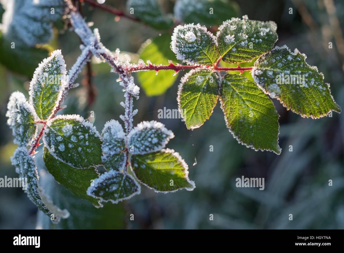 First morning frost hi-res stock photography and images - Alamy