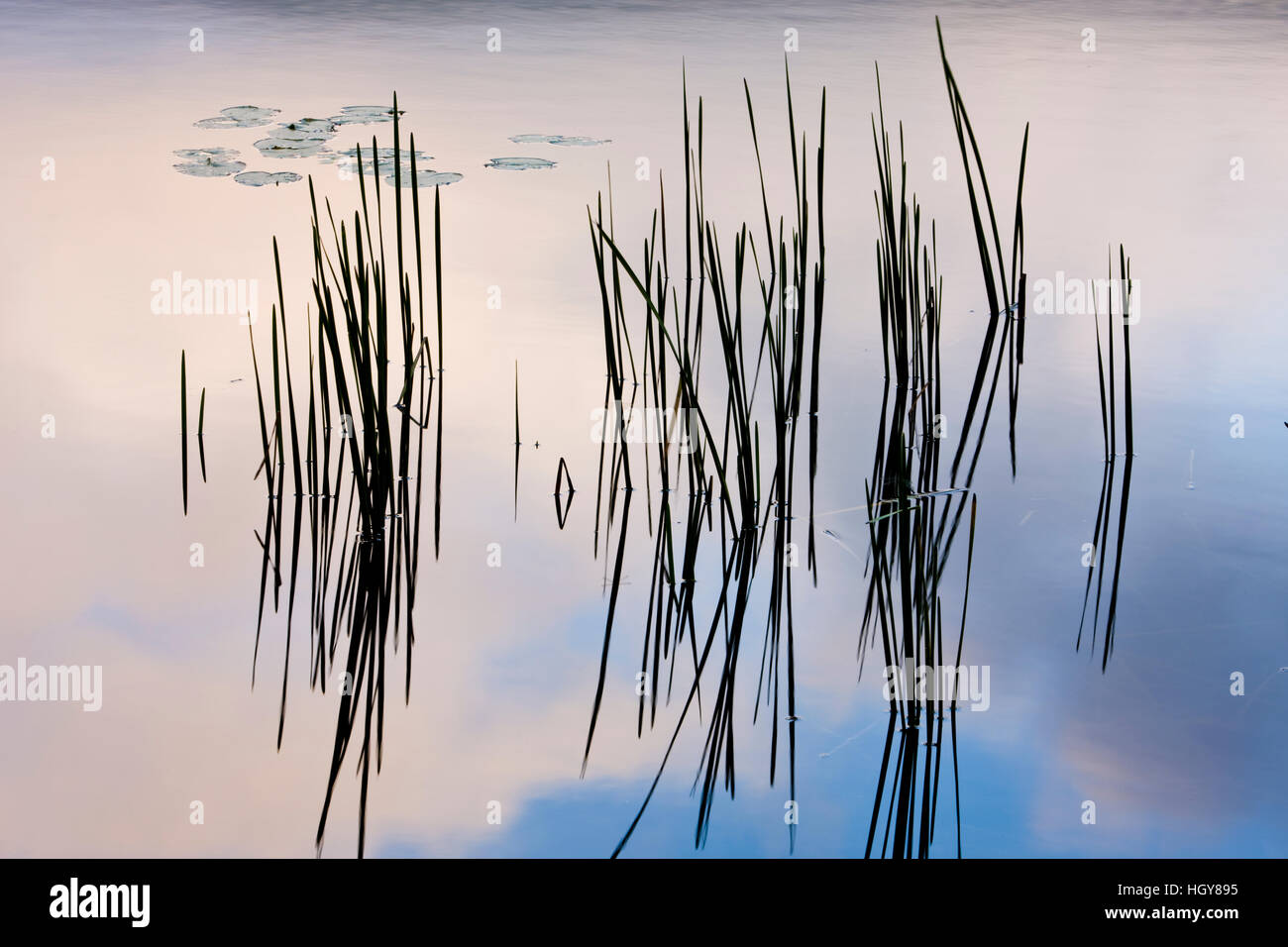Lily pads and cattails grow in Gilson Pond in Monadanock State Park in ...