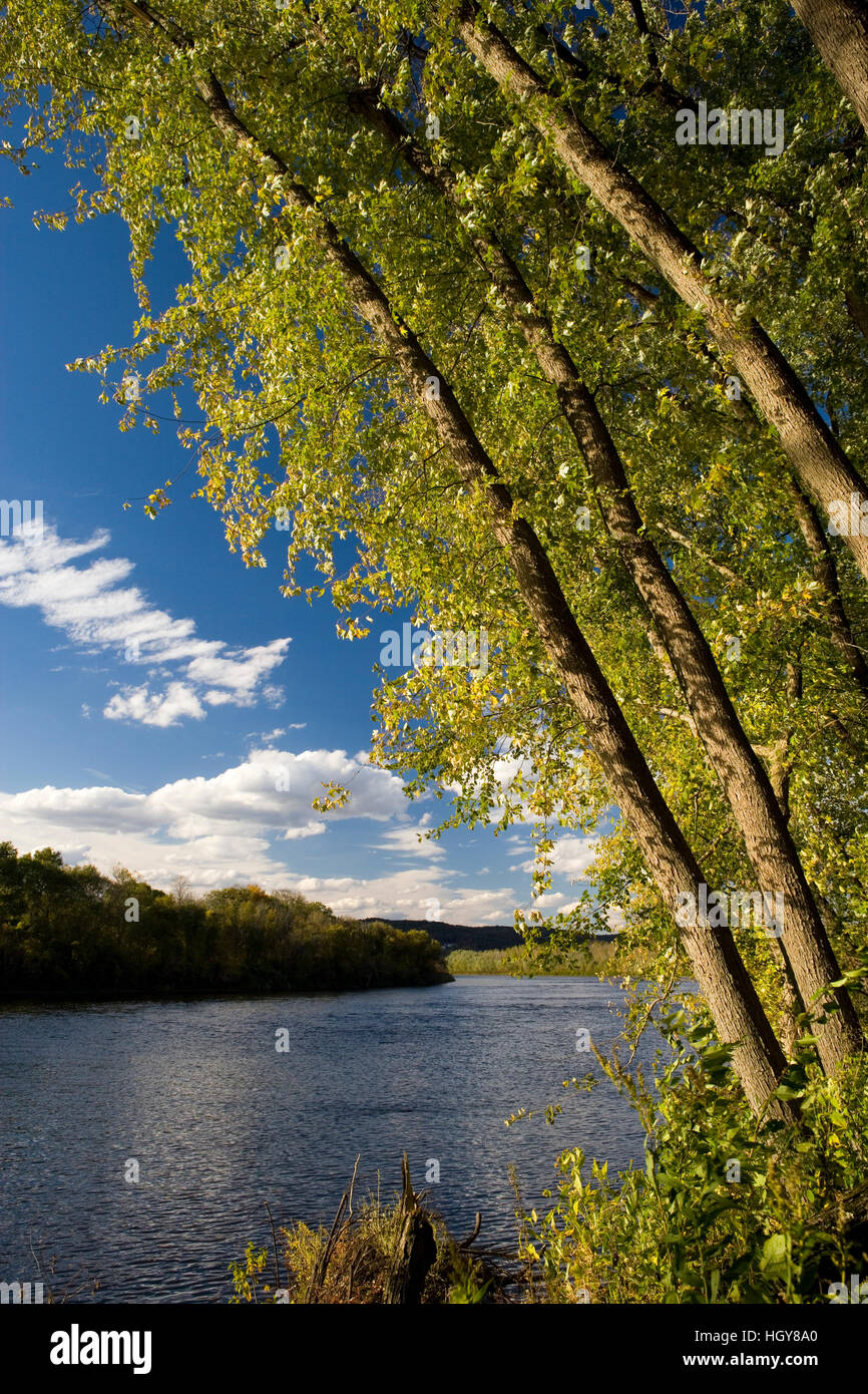 Silver maple trees lean over the Connecticut River at the Sawyer Farm ...