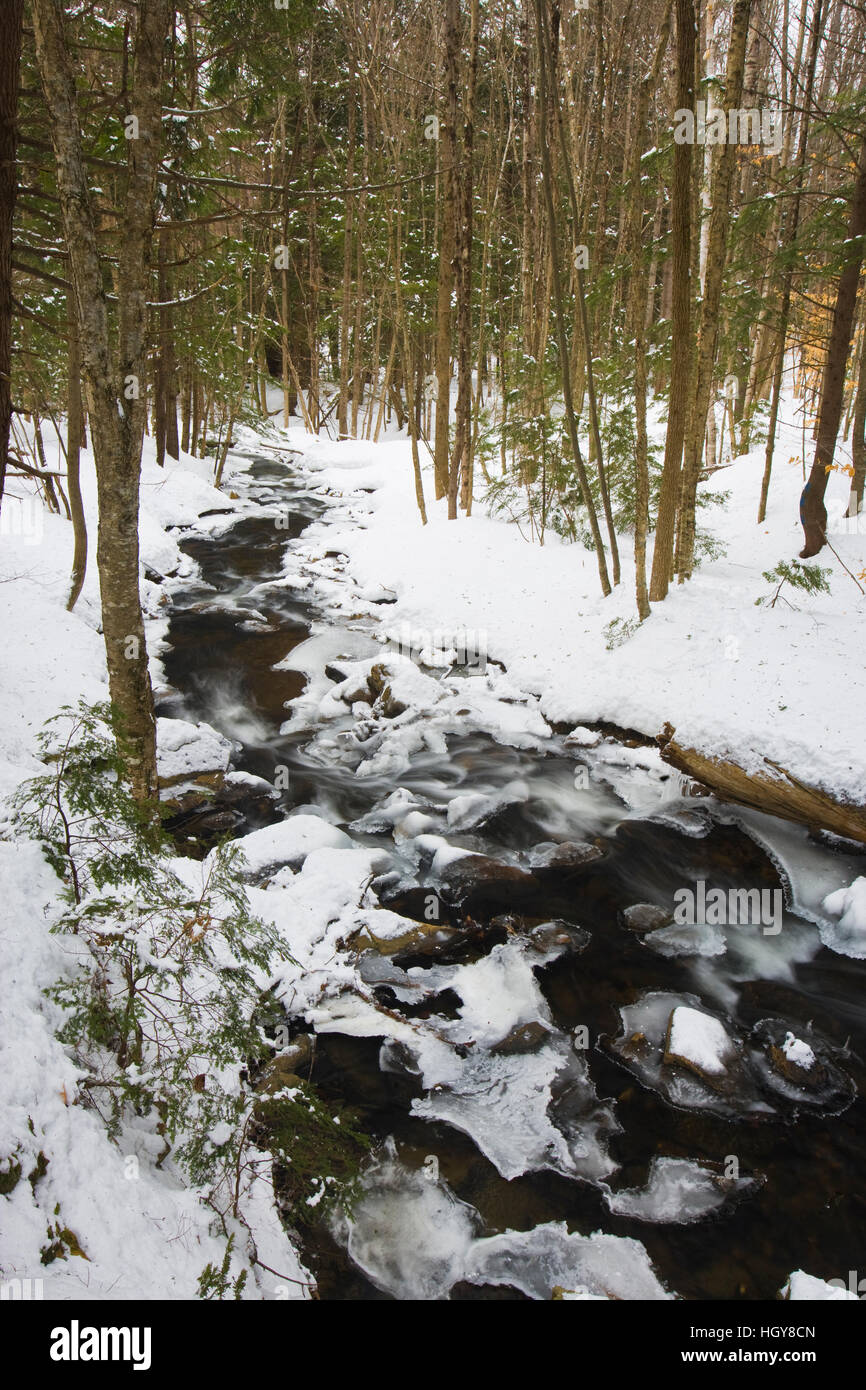 A hemlock forest in winter in Chesterfield Gorge. Chesterfield, New ...