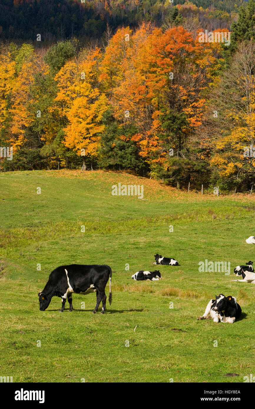 The Hodge Farm in Stewartstown, New Hampshire Stock Photo - Alamy