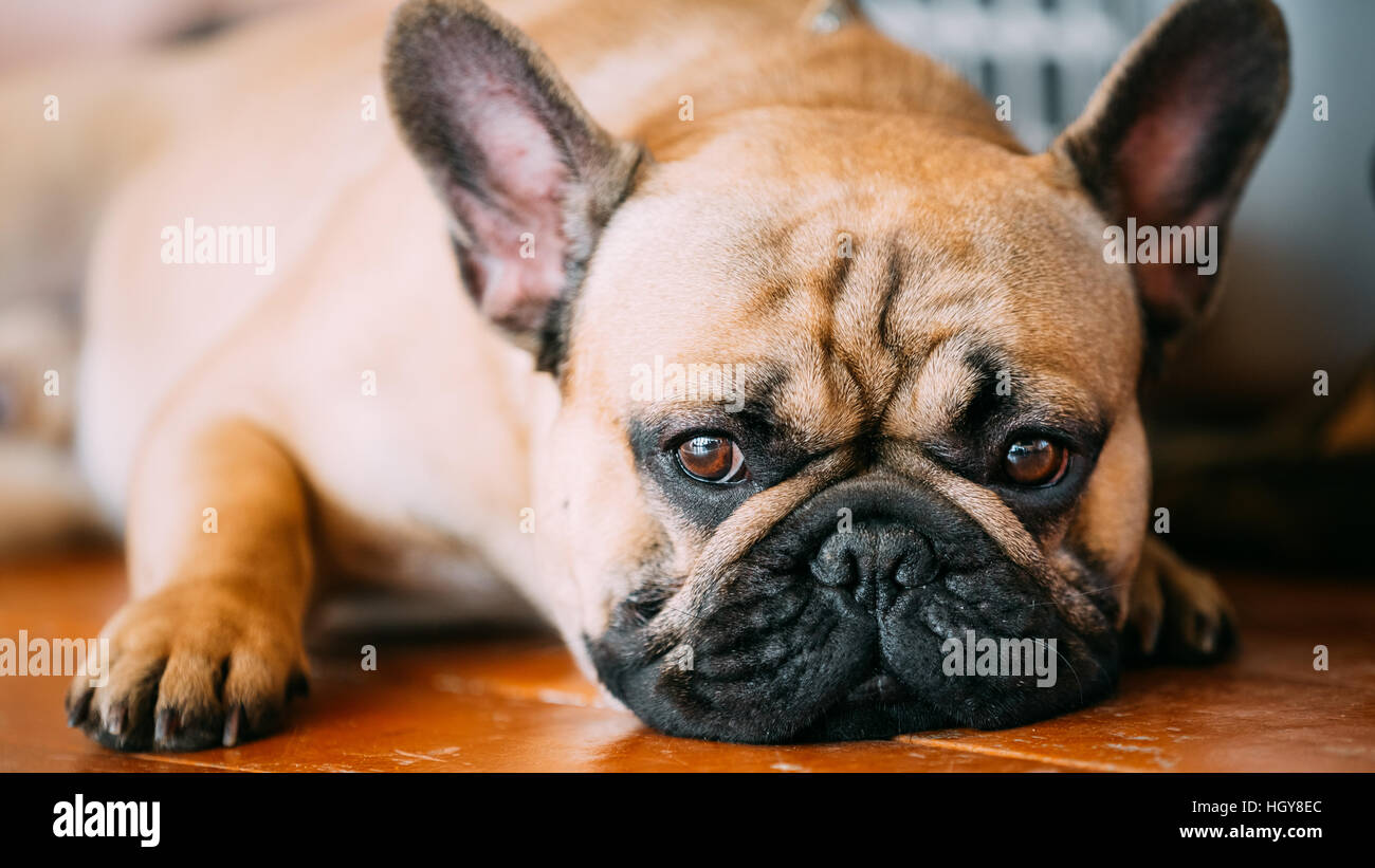 Sad Dog French Bulldog sitting on floor indoor. The French Bulldog is a ...